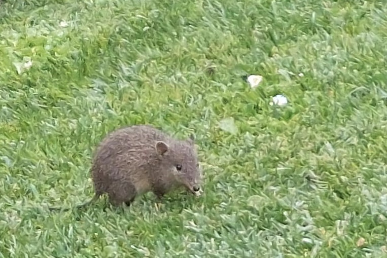 Still Coping with this Tasmanian spring….. – Travellin' Penguin